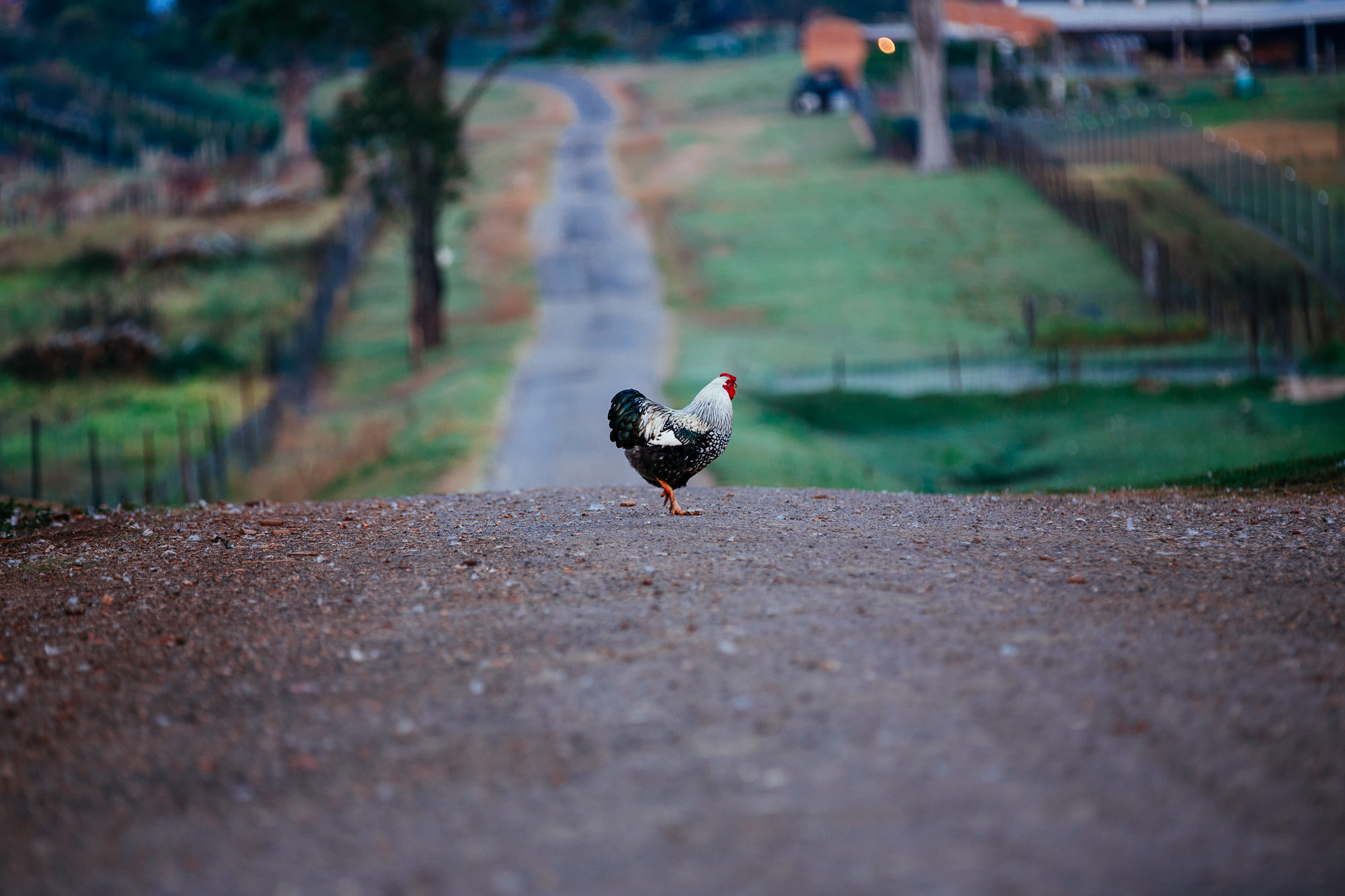 Silver Lace Wyandotte Rooster - Peel Ridge Stud