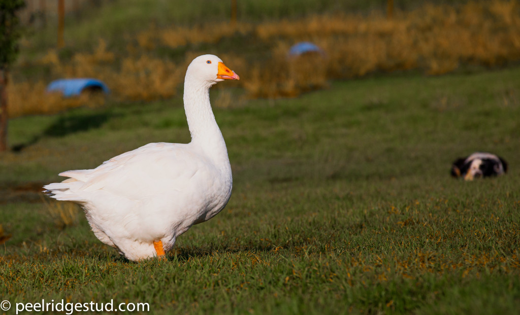 Embdens - Peel Ridge Stud