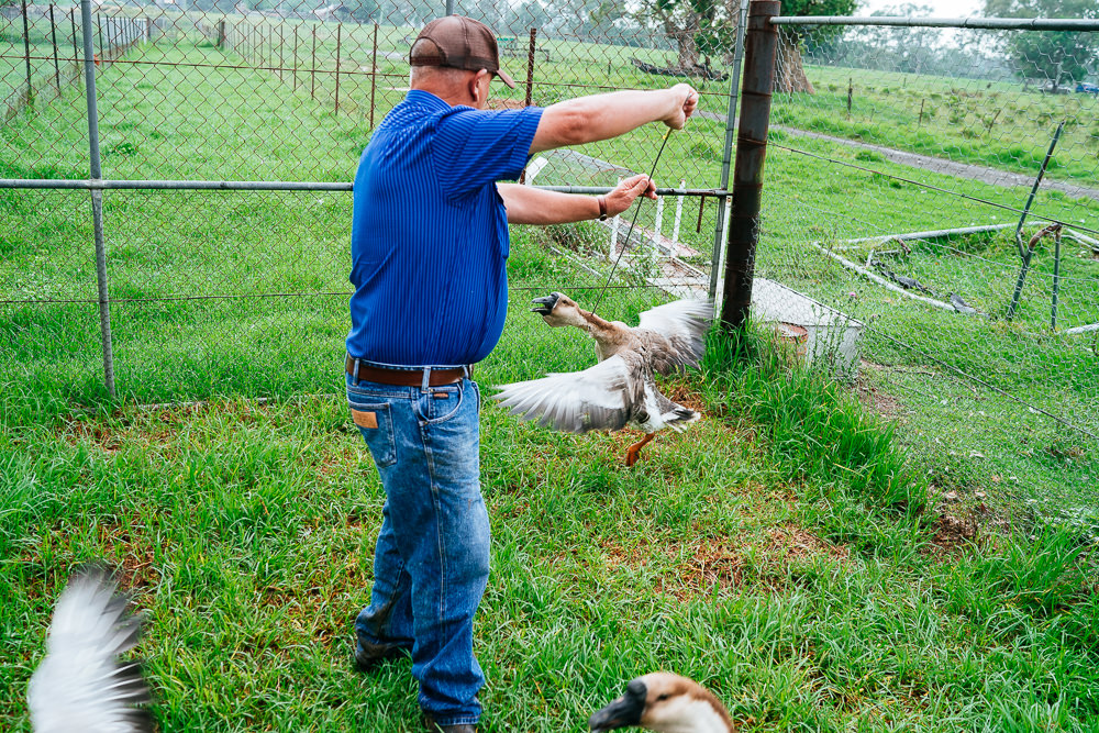 How to catch and handle geese - Peel Ridge Stud