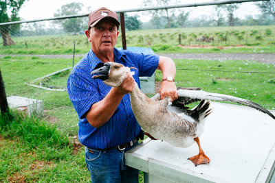 How to Catch and Handle Geese | Peel Ridge Stud
